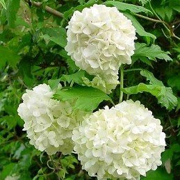 Viburnum Opulus Sterile - Snowball tree – A4dibble Plants