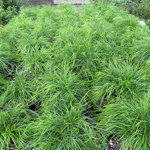 Acorus Mini Green – A4dibble Plants