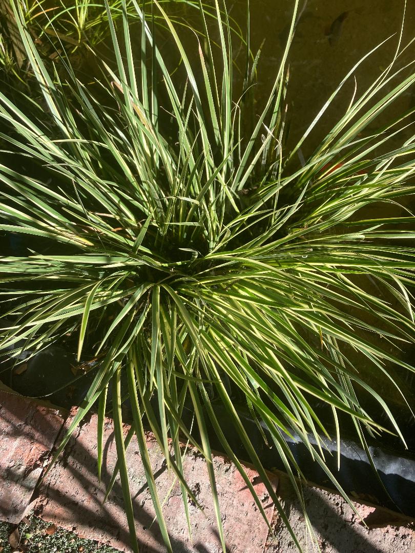 Shop NZ Grasses & Flax – Page 2 – A4dibble Plants