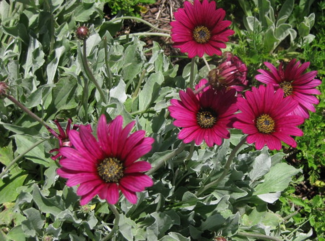 Arctotis Burgundy - Groundcover – A4dibble Plants