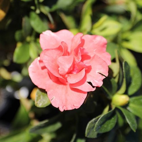 Shop Perennials – Page 5 – A4dibble Plants