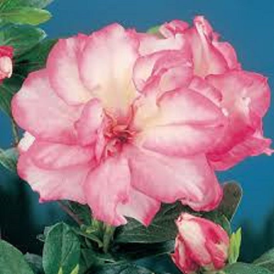 Azalea - x10 Mixed – A4dibble Plants