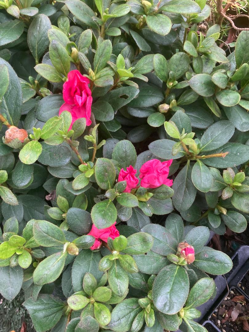 Azalea Charlie – A4dibble Plants