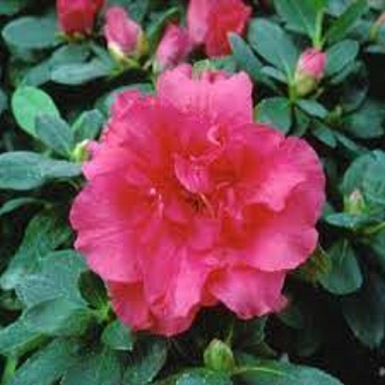 Azalea Luci – A4dibble Plants