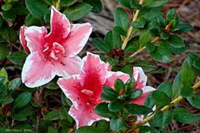 Azalea Mrs Kint – A4dibble Plants