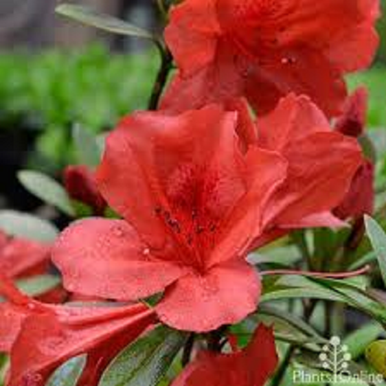 Shrubs – Page 5 – A4 Dibble Plants