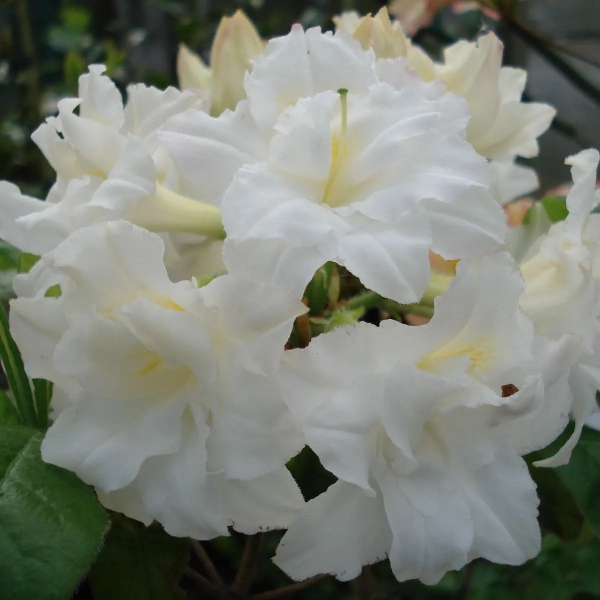 Azalea Mrs Kint White – A4dibble Plants