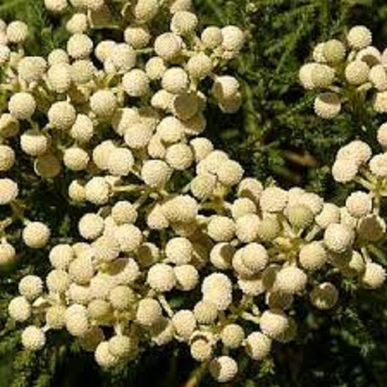 Berzelia Lanuginosa – A4dibble Plants