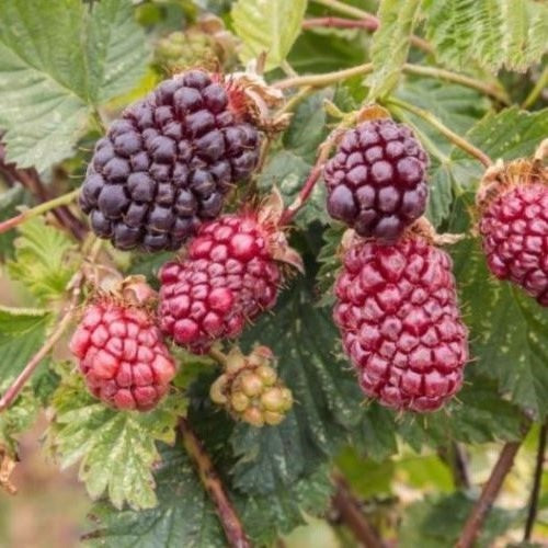 Boysenberry Tasman – A4dibble Plants