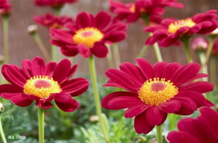 Shop Perennials – Page 5 – A4dibble Plants