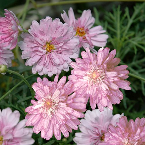Federation Daisy Summer Stars – A4dibble Plants