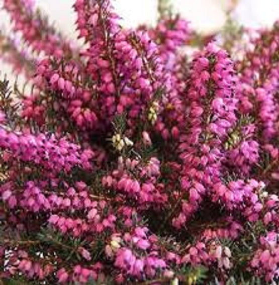 Erica Kramers Red – A4dibble Plants