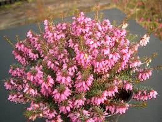 Erica Springwood pink – A4dibble Plants