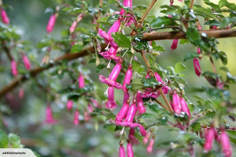 Fuchsia Candy Bells – A4dibble Plants