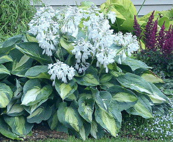 Hosta Hudson Bay – A4dibble Plants