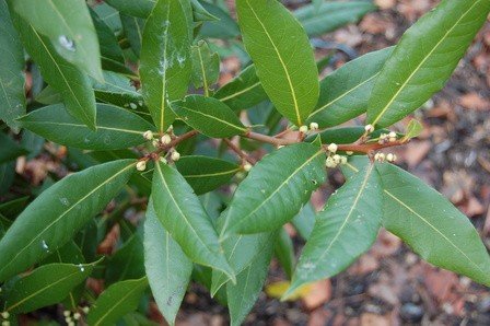 Shop Trees – A4dibble Plants