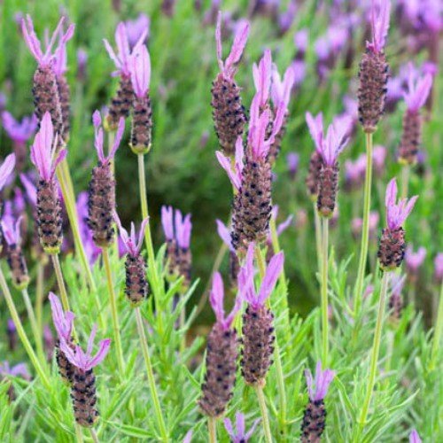 Lavender Major – A4 Dibble Plants