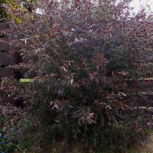 Leptospermum Copper Sheen - Tea Tree – A4dibble Plants