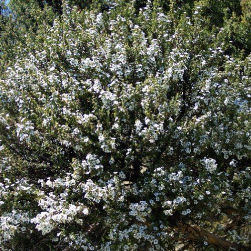 Leptospermum Scoparium - NZ Manuka – A4dibble Plants
