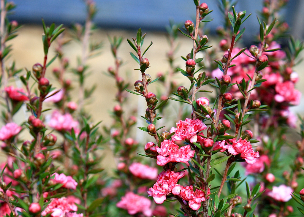 Leptospermum Coral Candy – A4dibble Plants