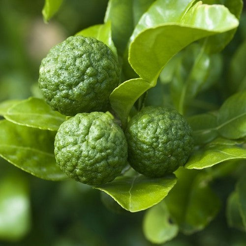 Shop Trees – A4dibble Plants