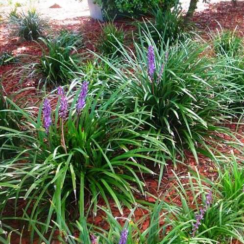 Shrubs – Page 6 – A4 Dibble Plants