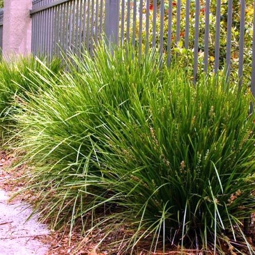 Lomandra Lime Tuff – A4dibble Plants