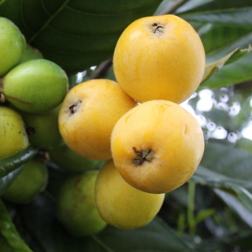 Shop Trees – Page 3 – A4dibble Plants