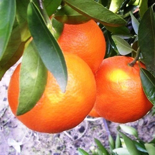 Shop Fruiting Plants – A4dibble Plants