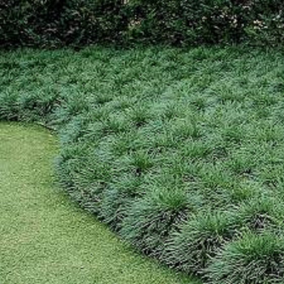 Ophiopogon Nana - Mini green Mondo grass – A4dibble Plants