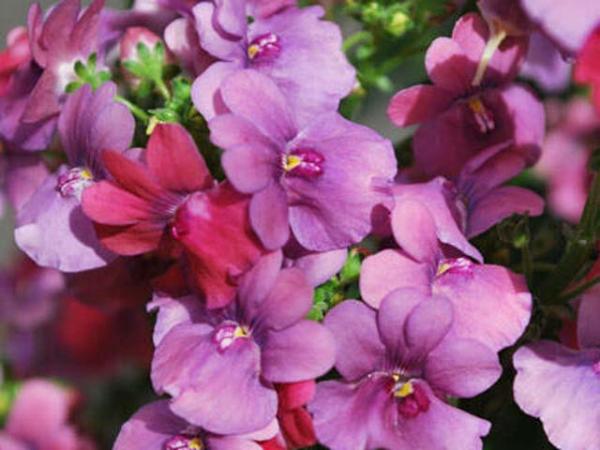 Perennials – Page 6 – A4 Dibble Plants