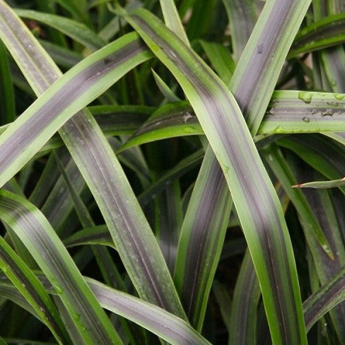 Shop NZ Grasses & Flax – A4dibble Plants