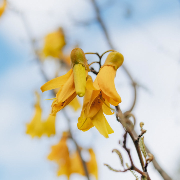 Shop Trees – A4dibble Plants