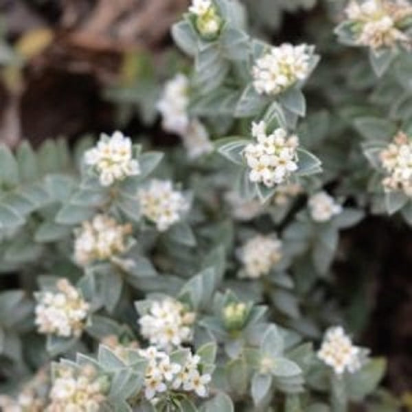 Pimelea Anatoki Blue – A4dibble Plants