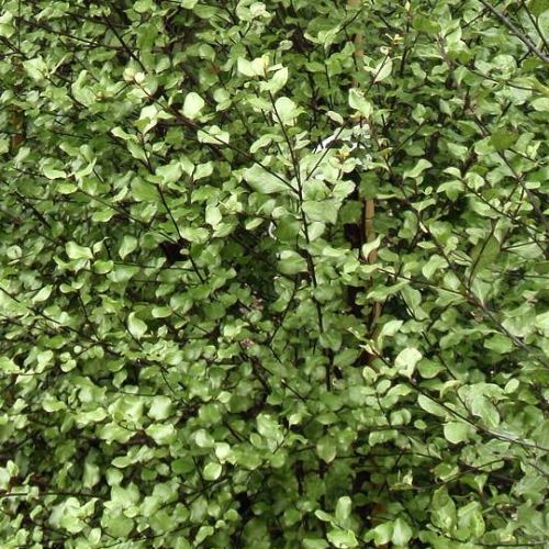 Pittosporum Tenuifolium Silver Sheen Pittosporum 'Silver Sheen'