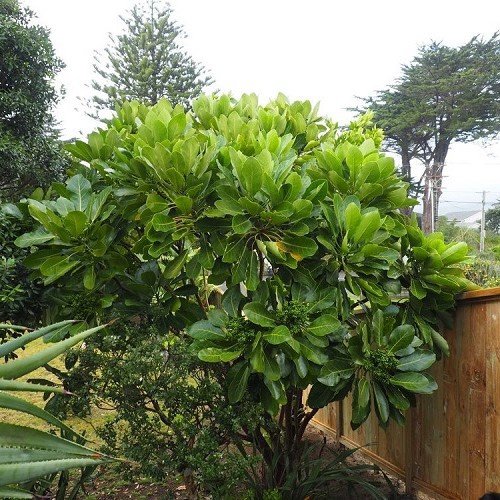 Meryta Sinclairii - Puka – A4dibble Plants