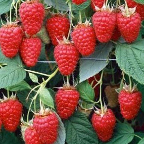 Raspberry - Tulameen – A4dibble Plants