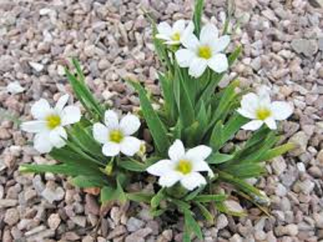 Sisyrinchium Snow Bells – A4dibble Plants