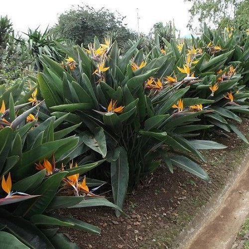 Strelitzia Reginae - Bird of Paradise – A4dibble Plants