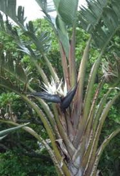 Shop Shrubs – Page 5 – A4dibble Plants